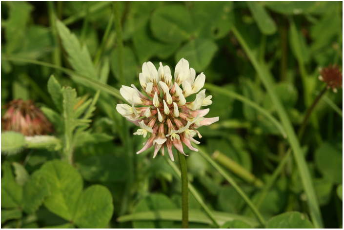 Geacht college, | Peter Gortworst